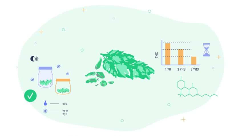 Does Weed Expire? How to Know if Your Stash Is Still Good